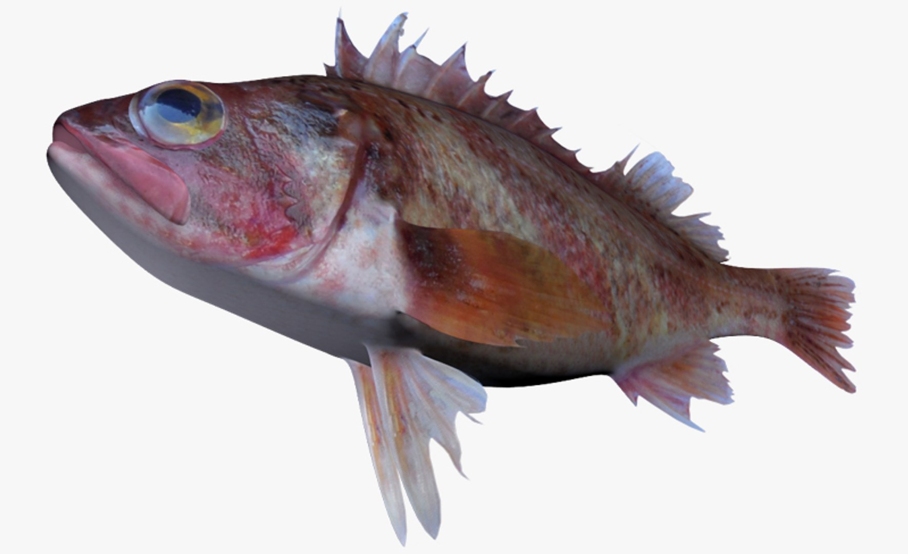 X Calico Rockfish