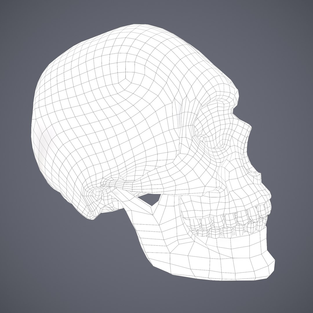 3D skull anatomy science model - TurboSquid 1458950