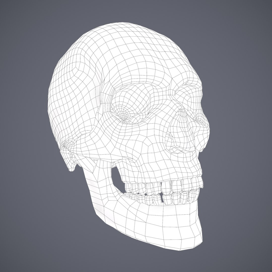 3D skull anatomy science model - TurboSquid 1458950