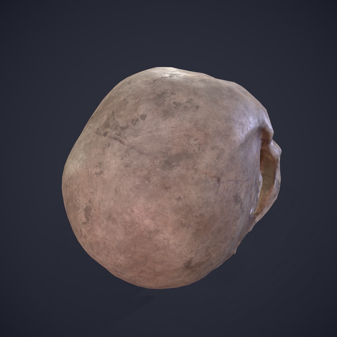3D skull anatomy science model - TurboSquid 1458950
