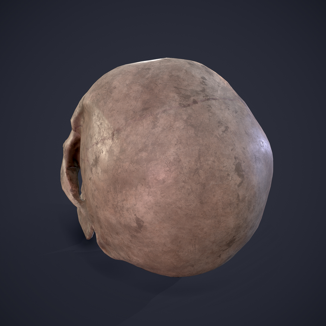 modèle 3D de Crâne gratuit - TurboSquid 1458950