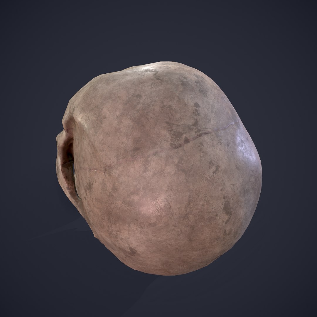 3D skull anatomy science model - TurboSquid 1458950