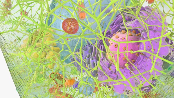 Plant cell 3D model - TurboSquid 1708857