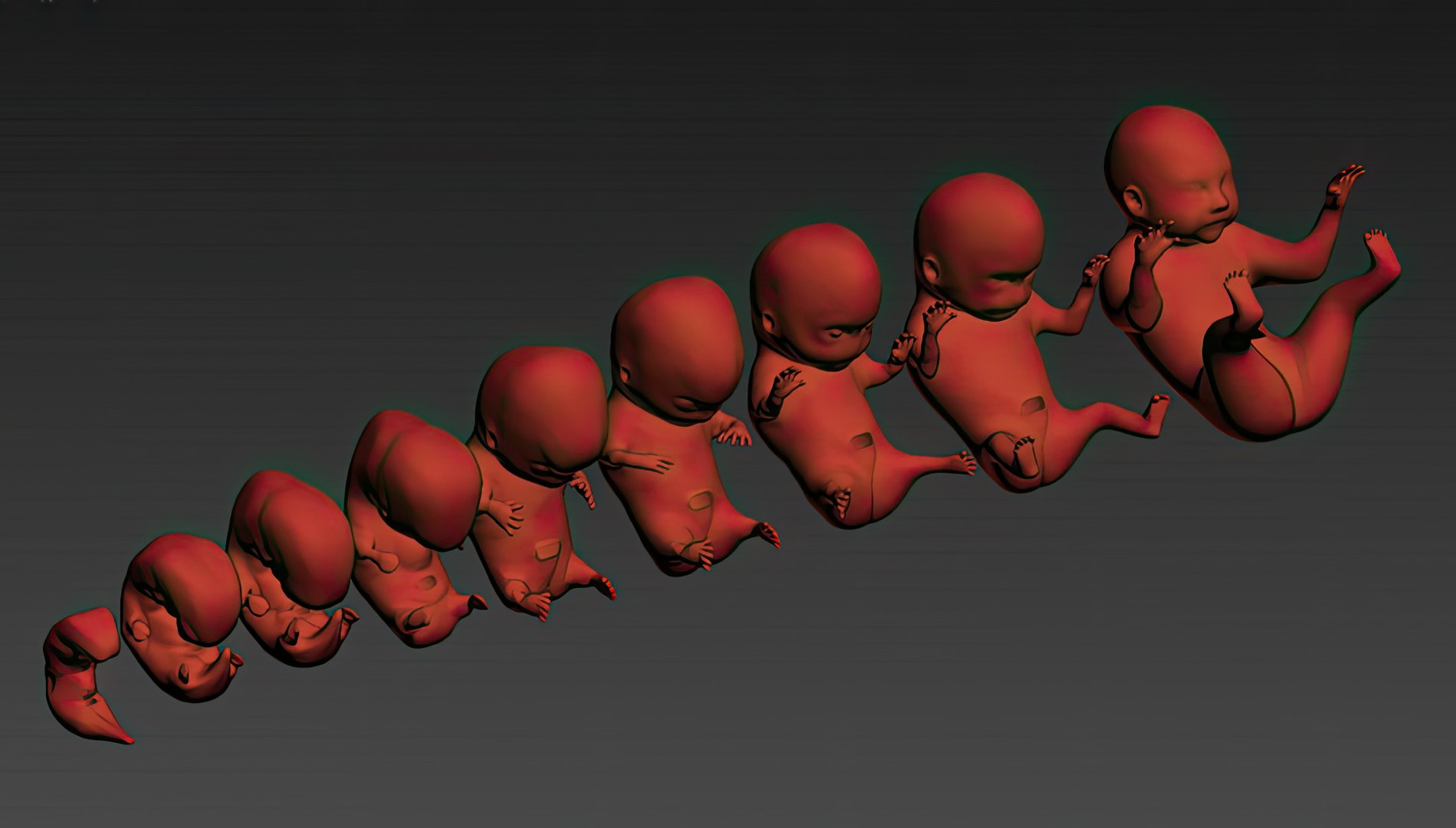 Human Embryo Fetus Growth Animation Model - TurboSquid 2392890