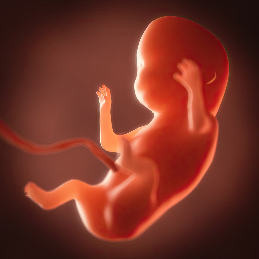 Human Embryo Fetus Growth Animation Model - TurboSquid 2392890