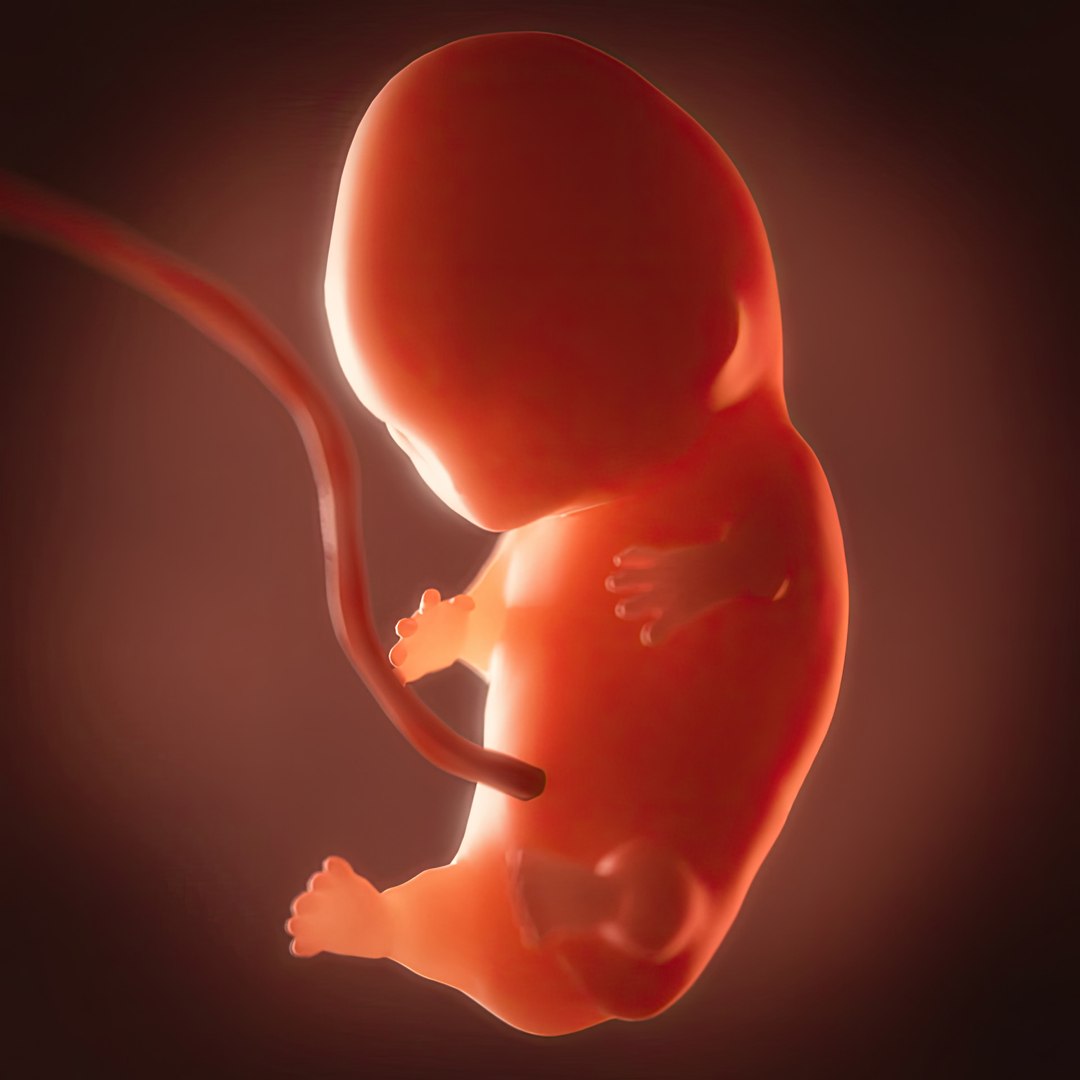 Human Embryo Fetus Growth Animation Model - TurboSquid 2392890