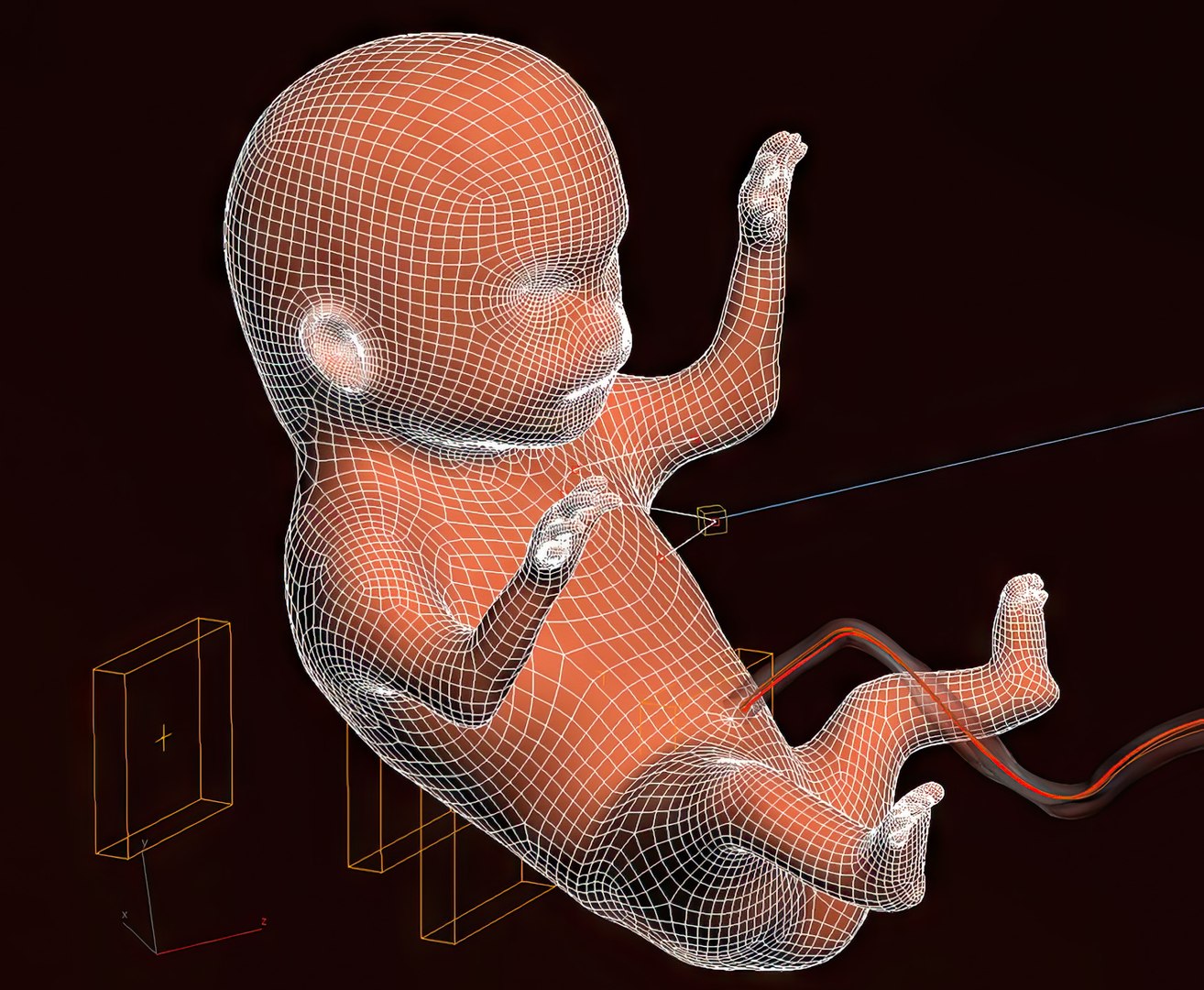 Human Embryo Fetus Growth Animation Model - TurboSquid 2392890