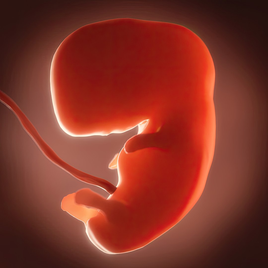 Human Embryo Fetus Growth Animation Model - TurboSquid 2392890