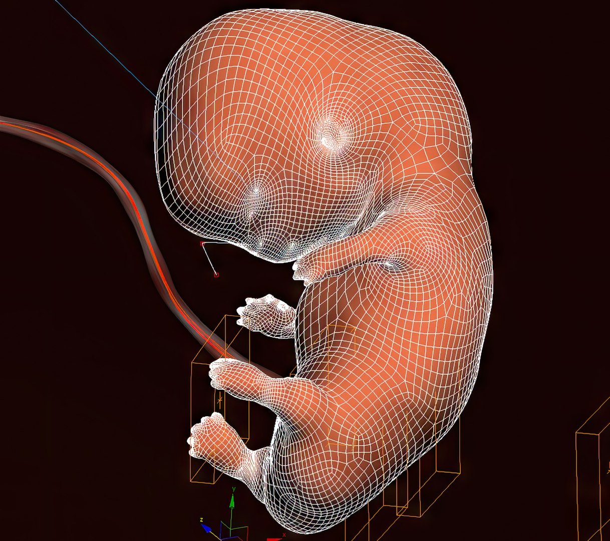 Human Embryo Fetus Growth Animation Model - TurboSquid 2392890
