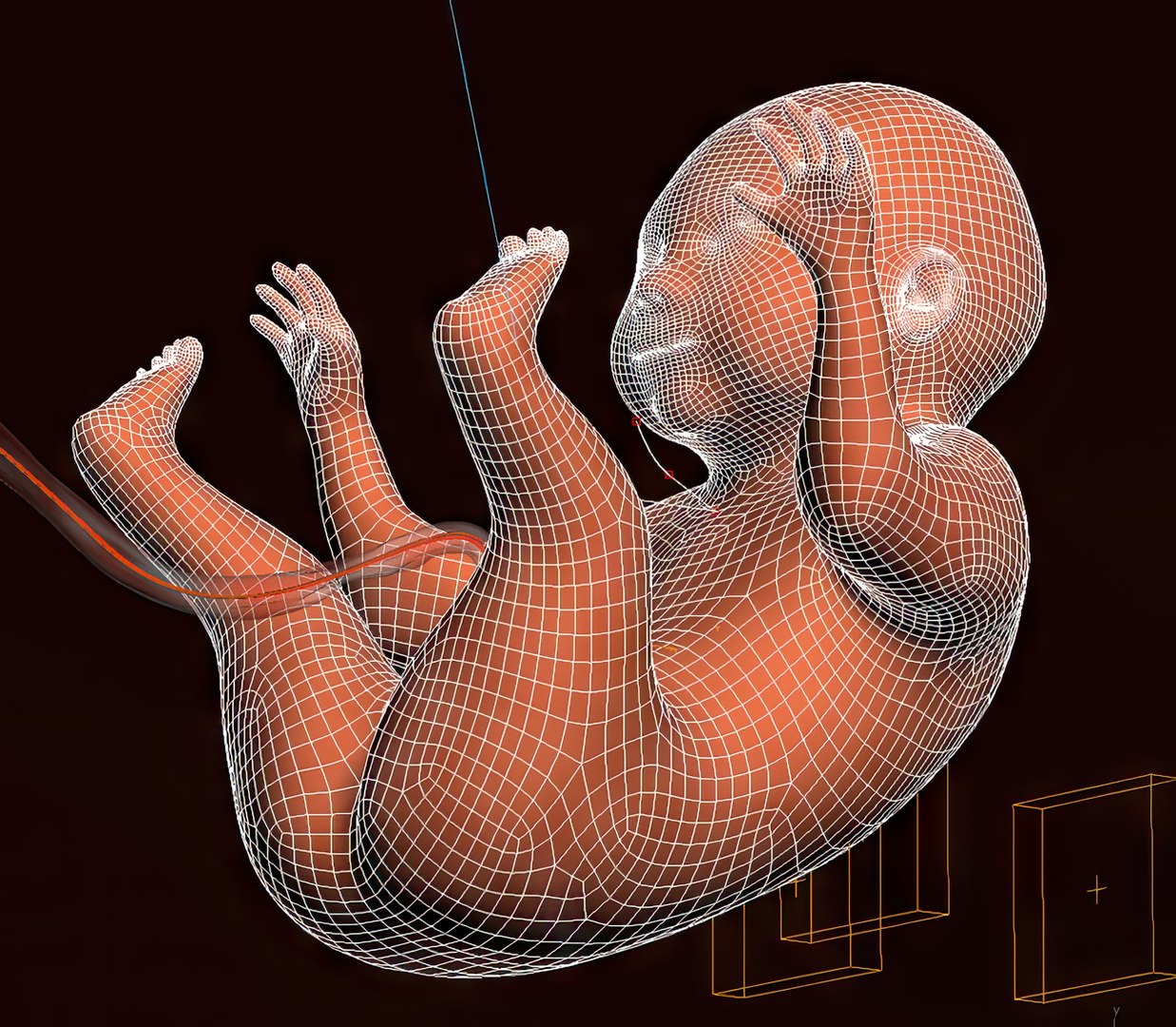 Human Embryo Fetus Growth Animation Model - TurboSquid 2392890