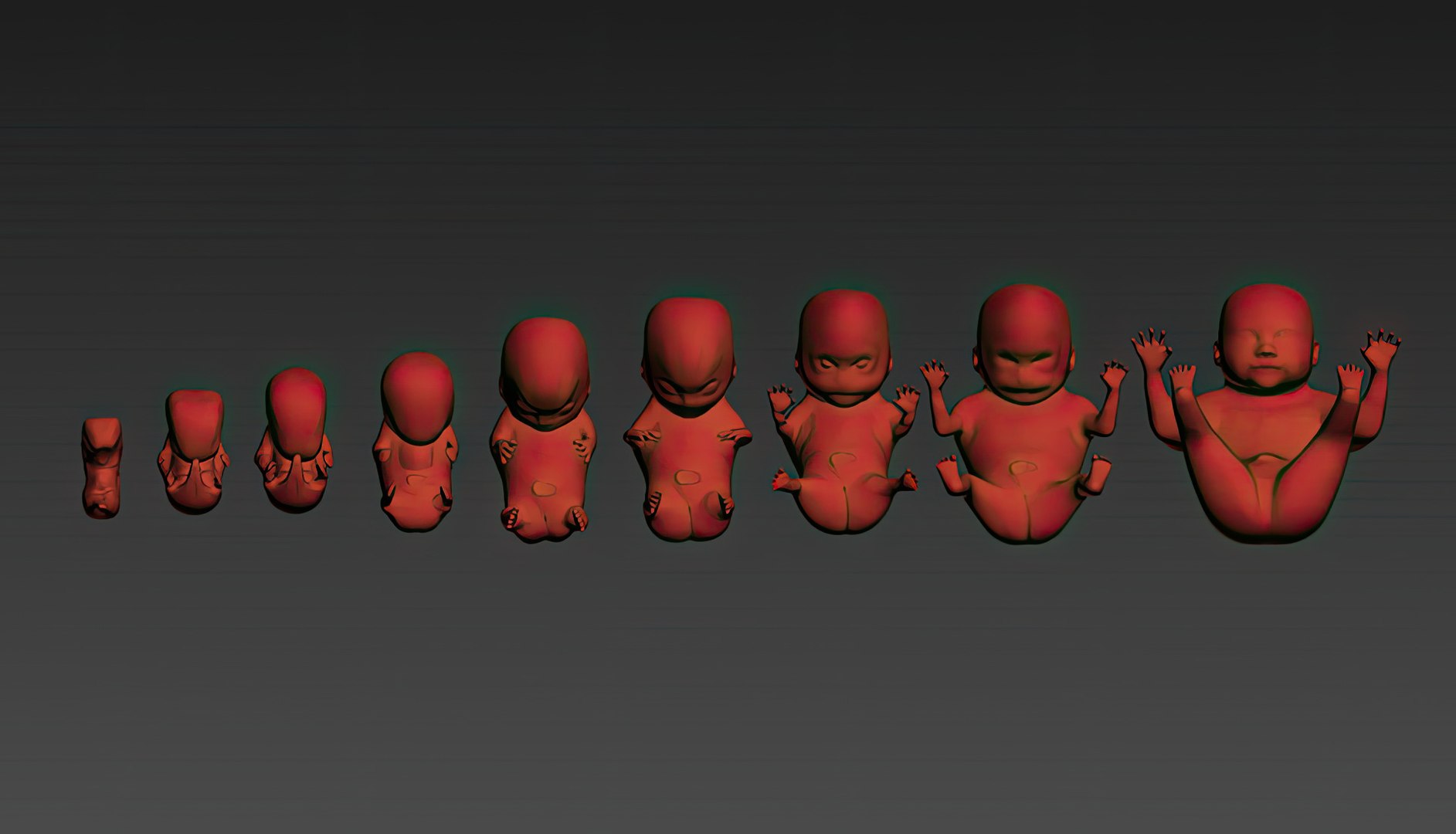 Human Embryo Fetus Growth Animation Model - TurboSquid 2392890