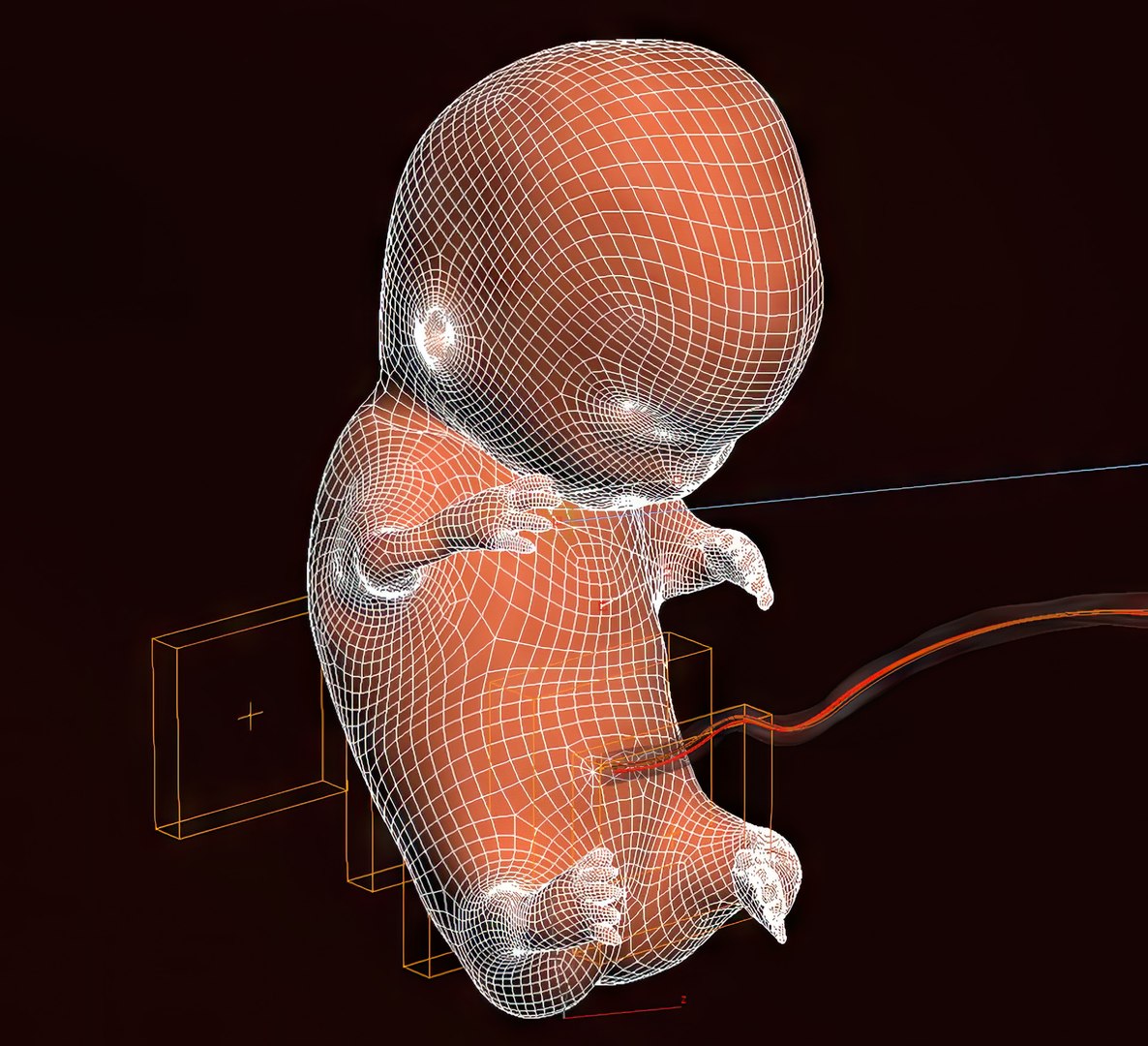 Human Embryo Fetus Growth Animation Model - TurboSquid 2392890