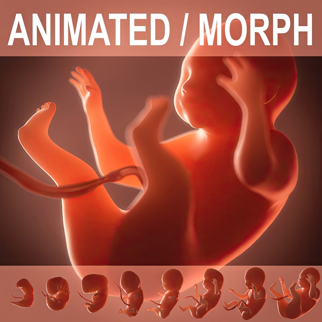 Human Embryo Fetus Growth Animation Model - TurboSquid 2392890