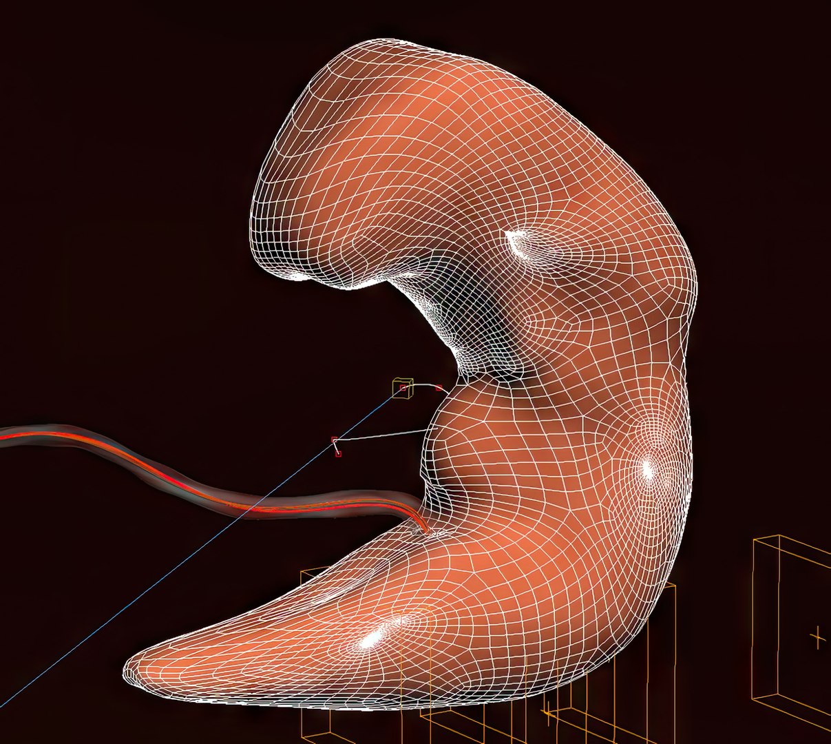 Human Embryo Fetus Growth Animation Model - TurboSquid 2392890