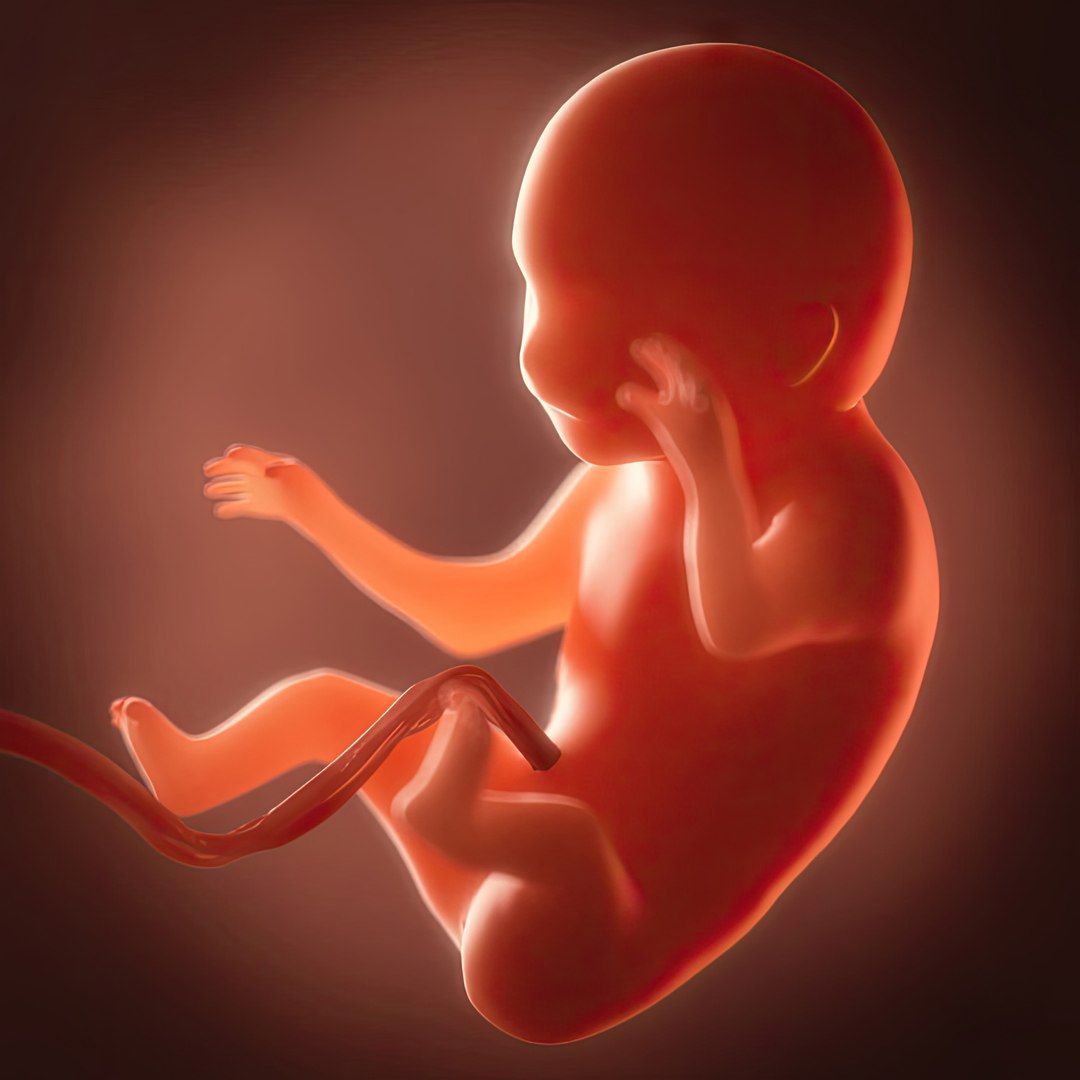 Human Embryo Fetus Growth Animation Model - TurboSquid 2392890