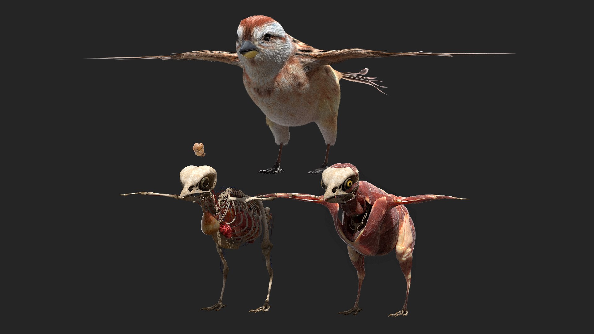 Rigging anatomy 3D model - TurboSquid 1522064