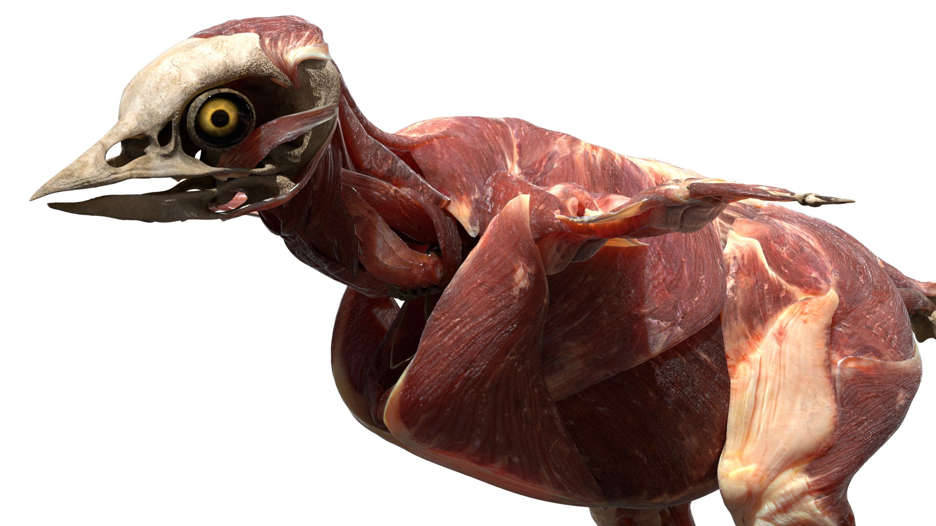 Rigging anatomy 3D model - TurboSquid 1522064