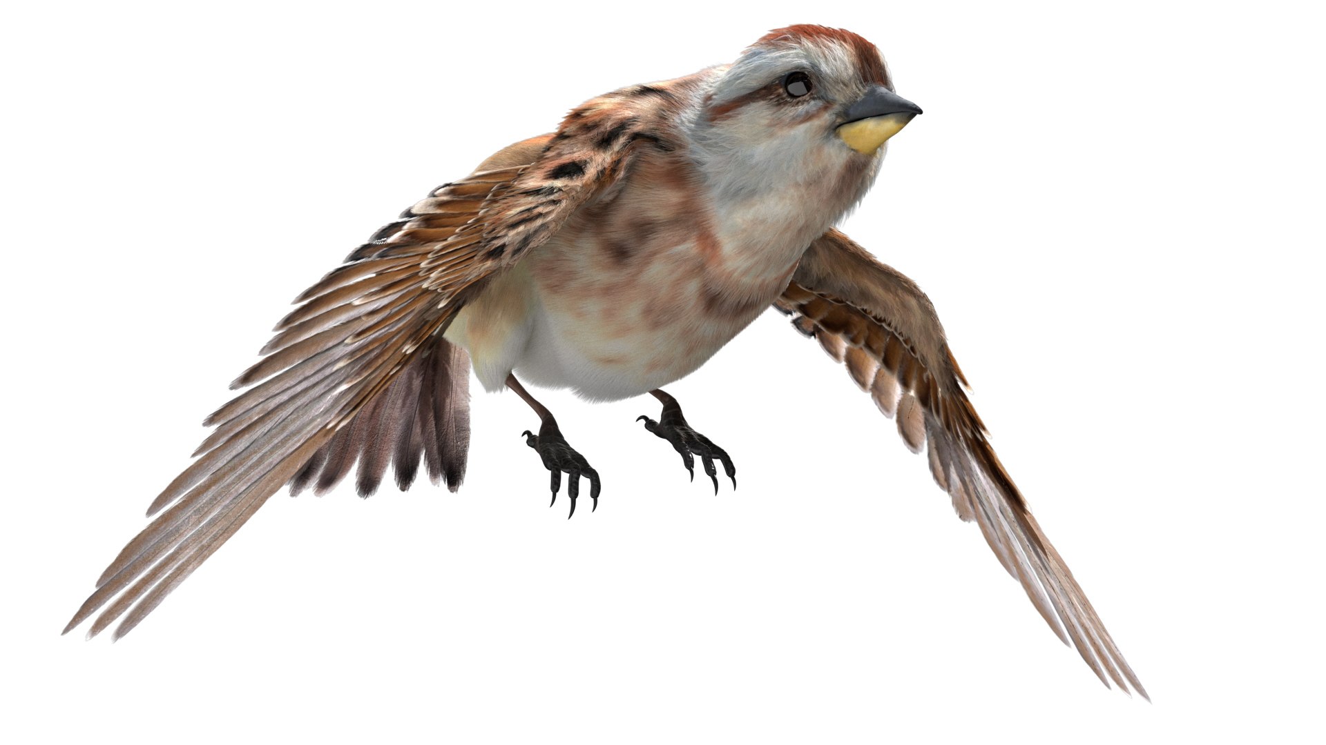 Rigging anatomy 3D model - TurboSquid 1522064