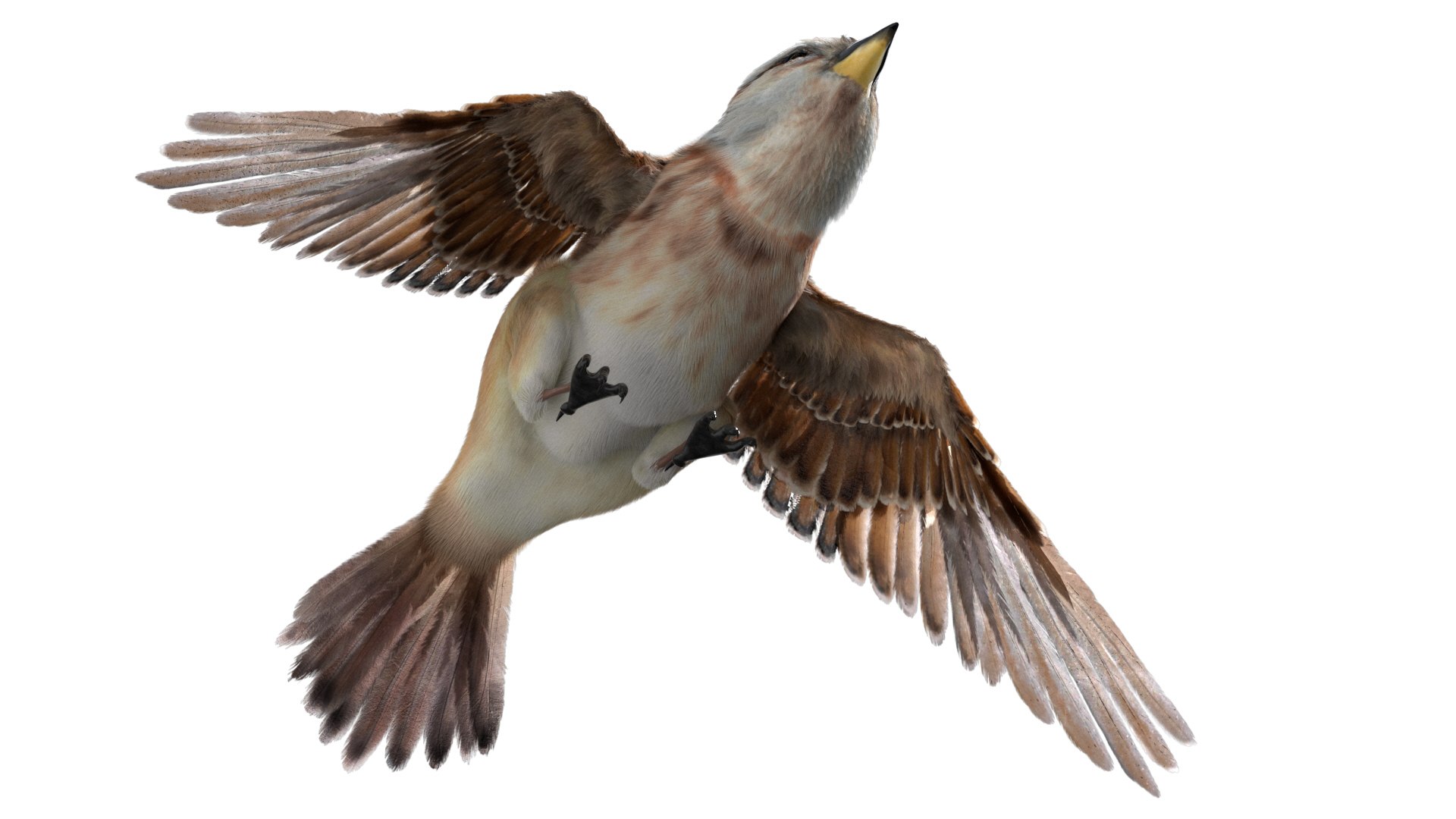 Rigging anatomy 3D model - TurboSquid 1522064