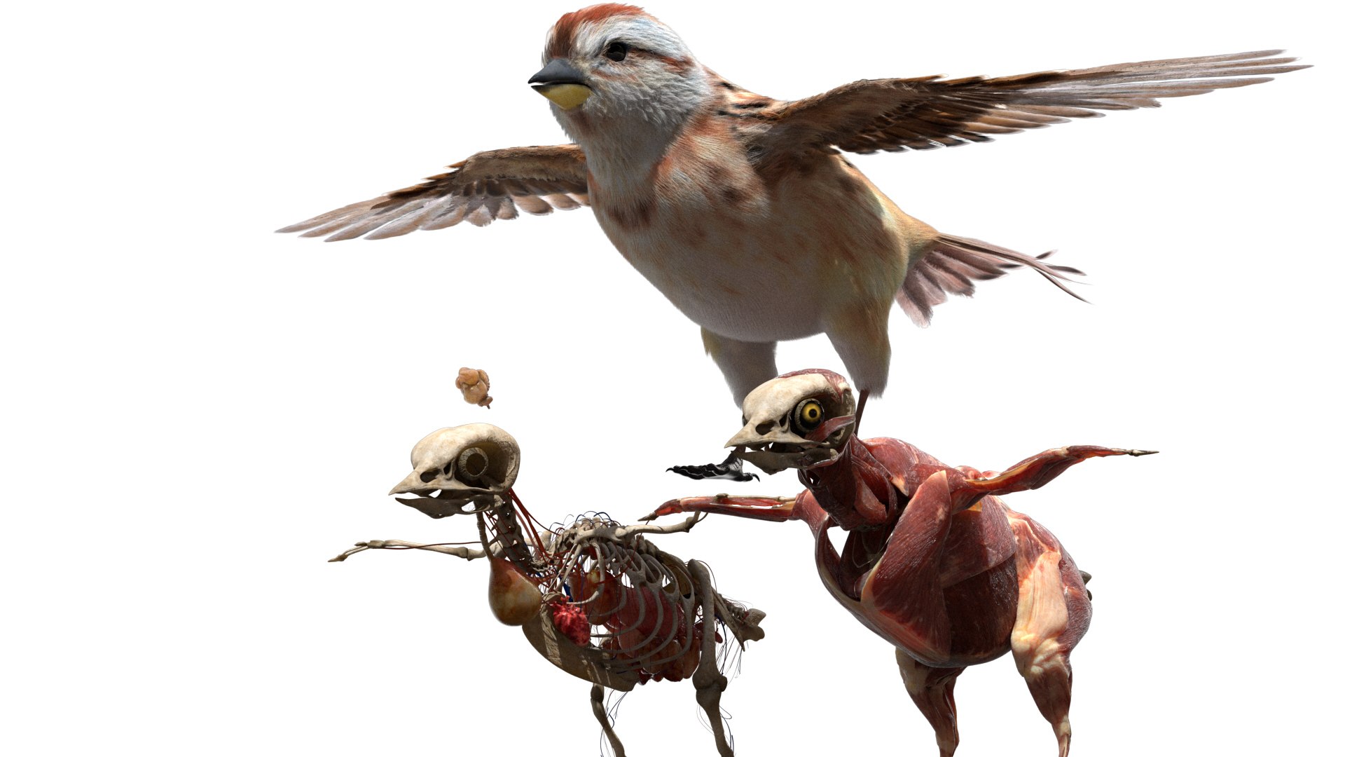 Rigging anatomy 3D model - TurboSquid 1522064