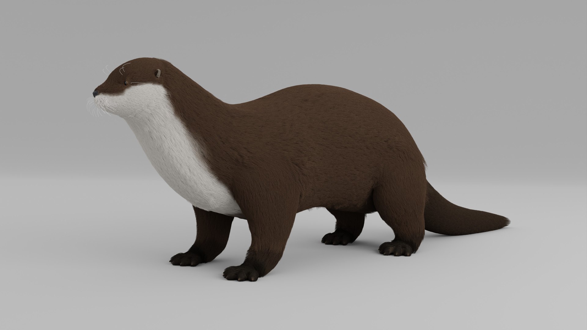 Otter HD 3D Model - TurboSquid 2028067