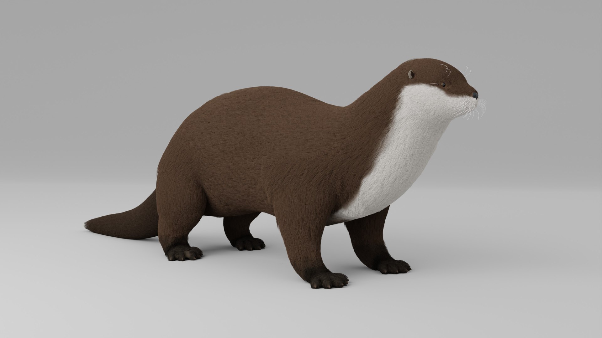 Otter HD 3D Model - TurboSquid 2028067