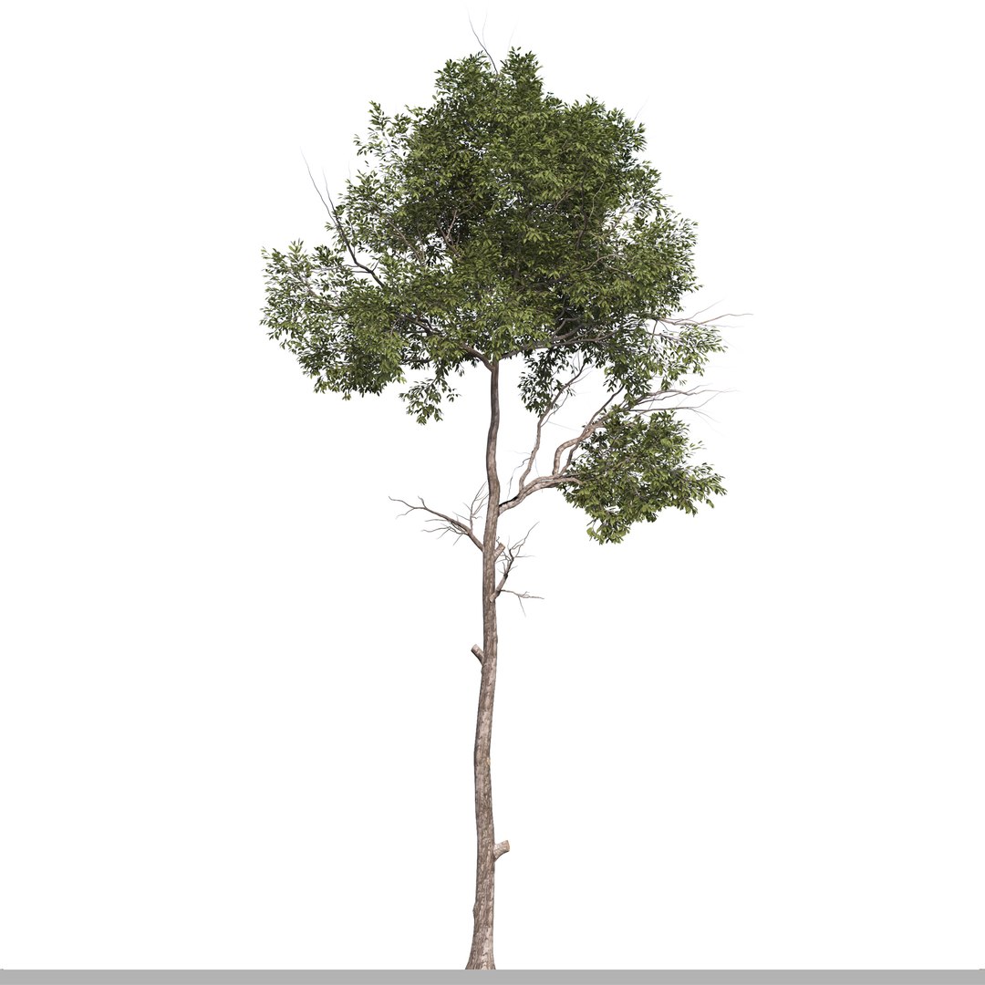 3D Set Of Parashorea Chinensis Tree Shorea Wangtianshuea 2 Trees Model ...