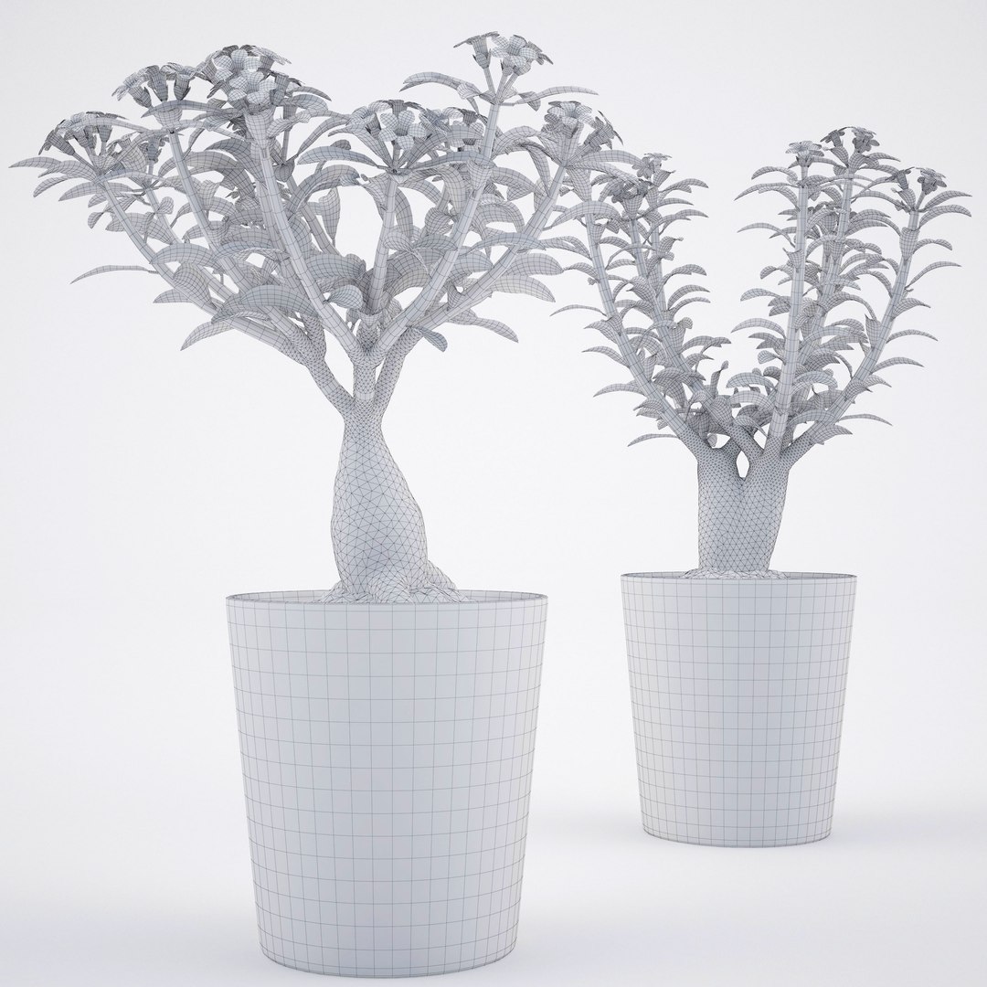 3D adenium plant house model - TurboSquid 1251303