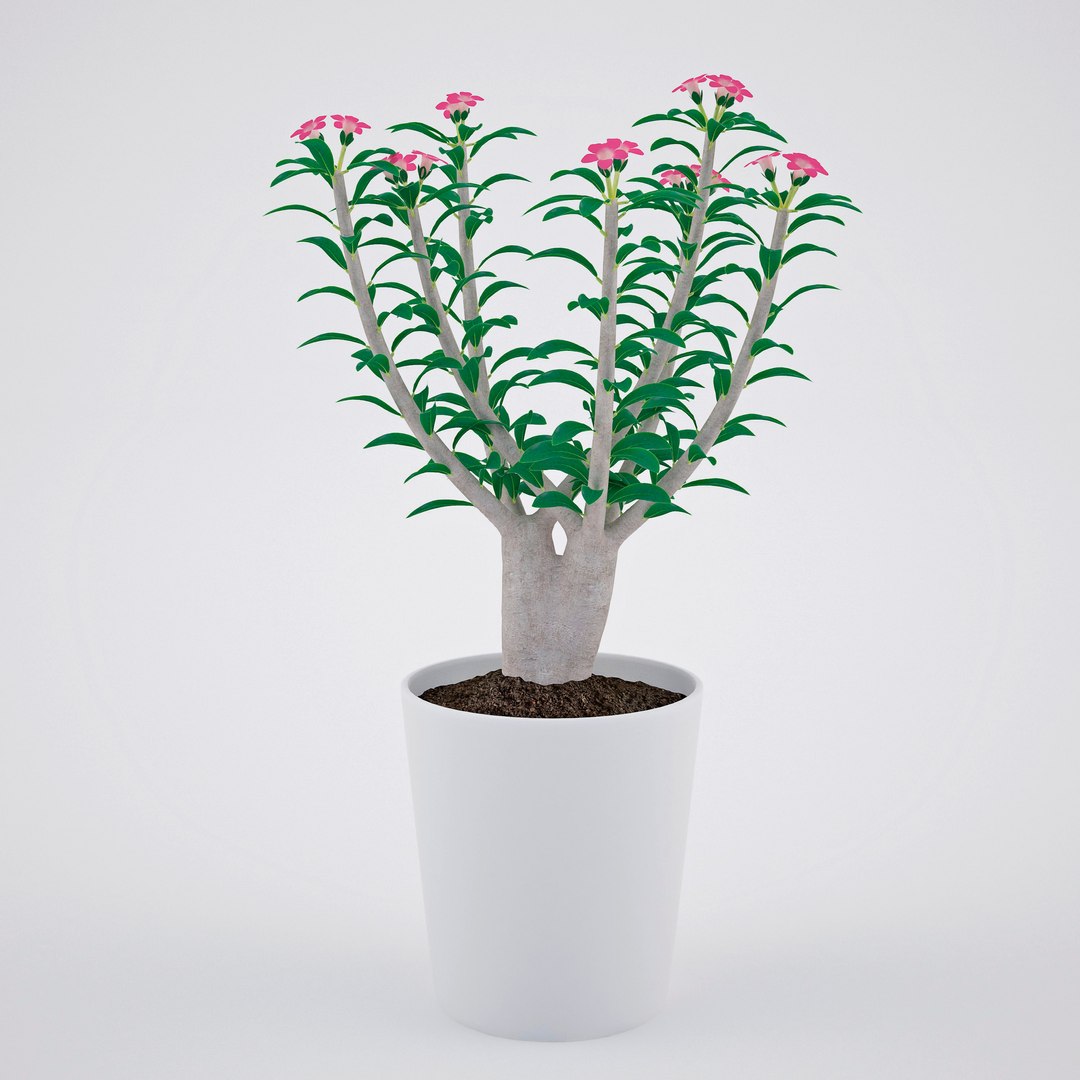 3D adenium plant house model - TurboSquid 1251303
