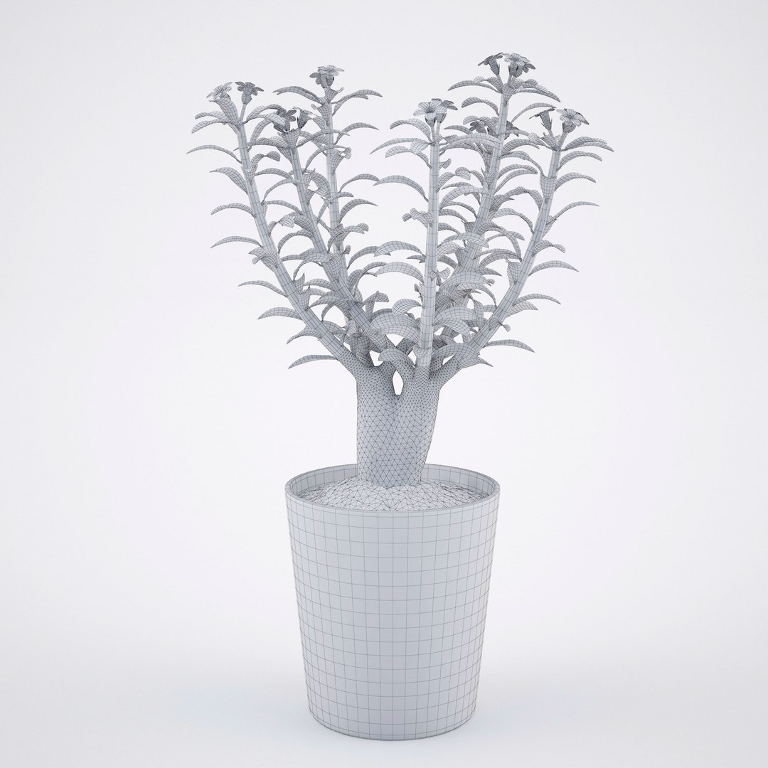 3D adenium plant house model - TurboSquid 1251303