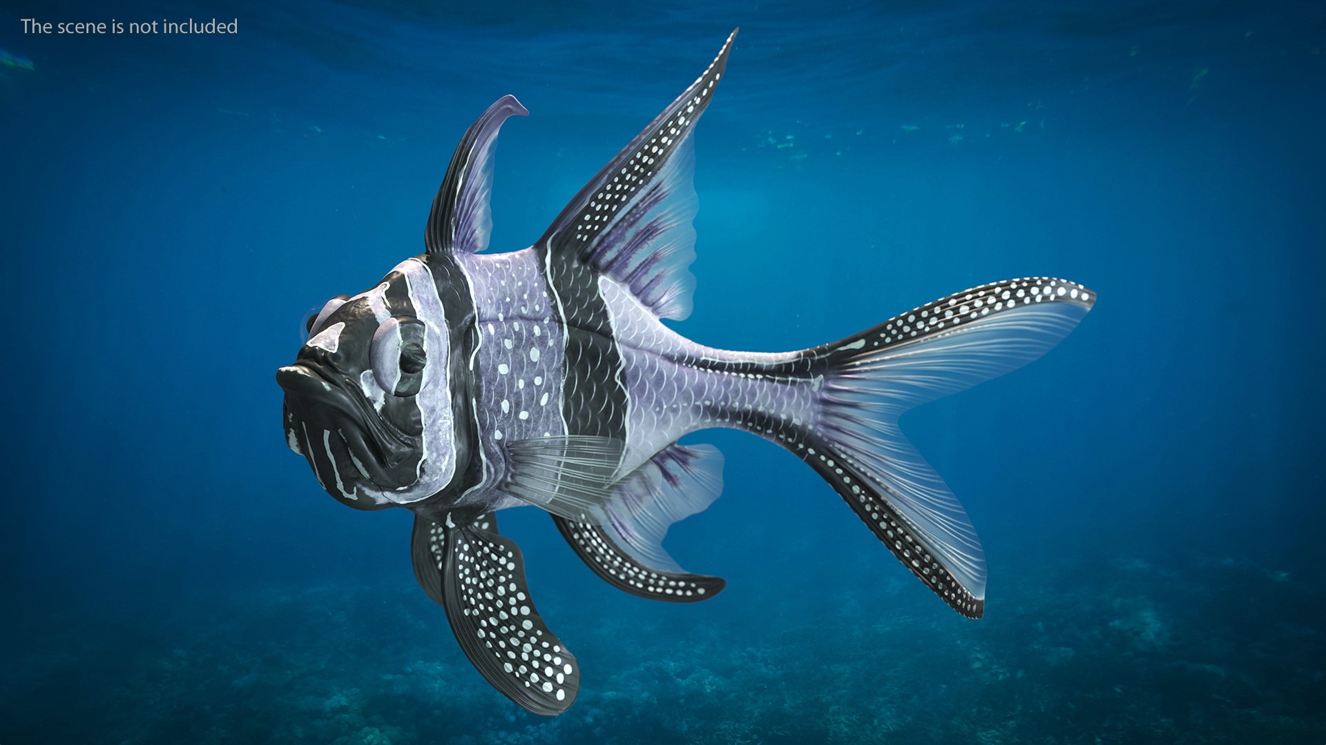 3D Model Longfin Cardinalfish Fish Fauna - TurboSquid 1699022