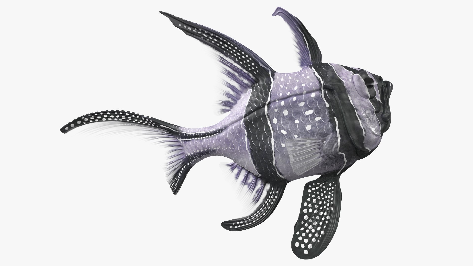 3D Model Longfin Cardinalfish Fish Fauna - TurboSquid 1699022