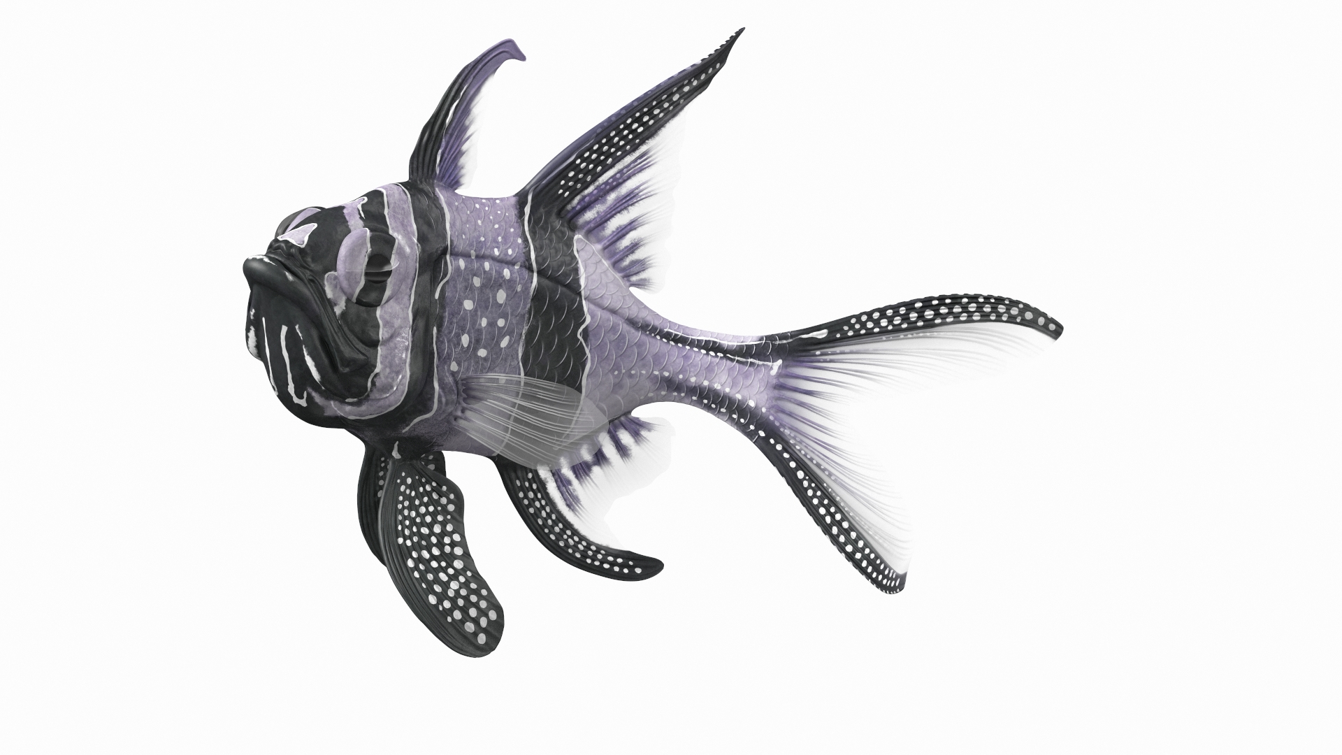 3D Model Longfin Cardinalfish Fish Fauna - TurboSquid 1699022