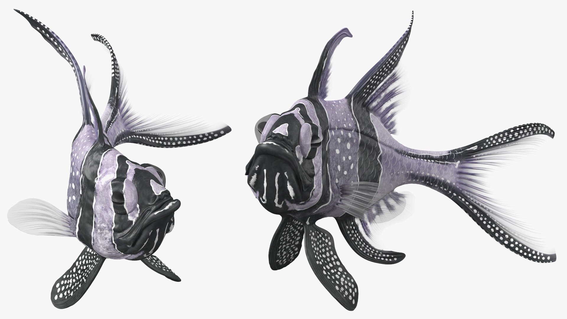 3D Model Longfin Cardinalfish Fish Fauna - TurboSquid 1699022