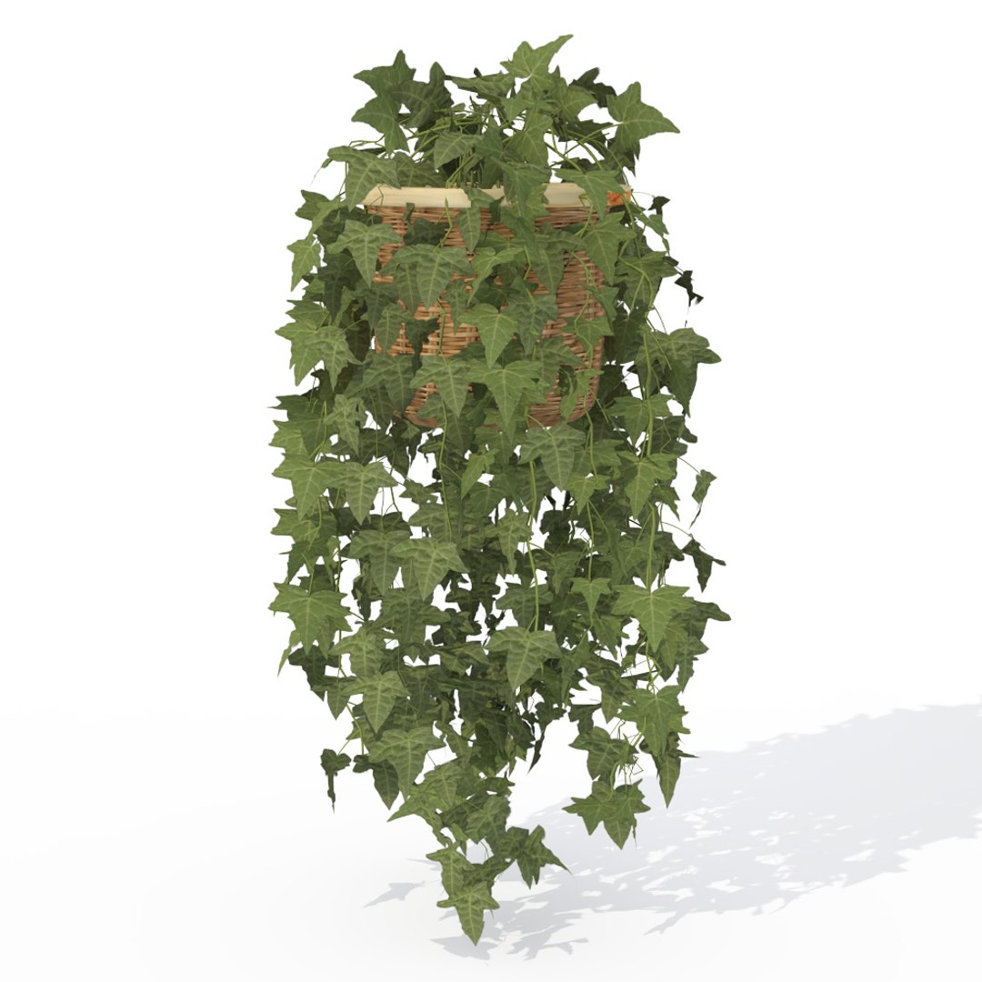 Common Ivy Plant 3d Model