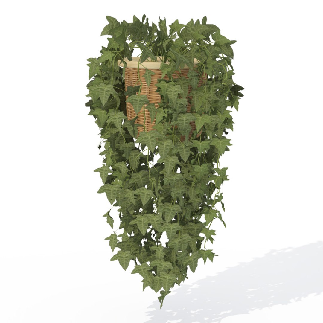 Common Ivy Plant 3d Model