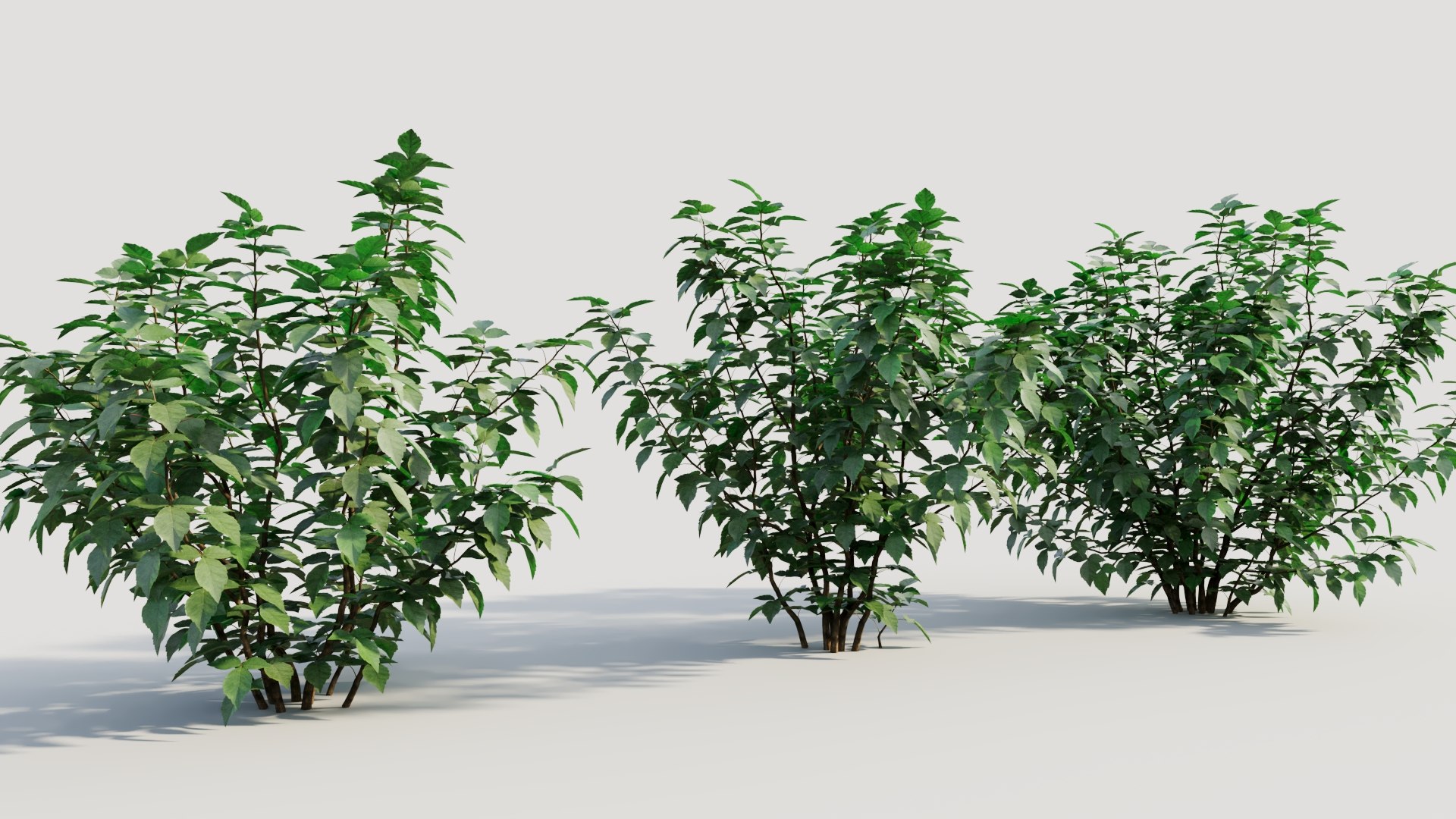 3D Rhus Aromatica B Model - TurboSquid 2196247