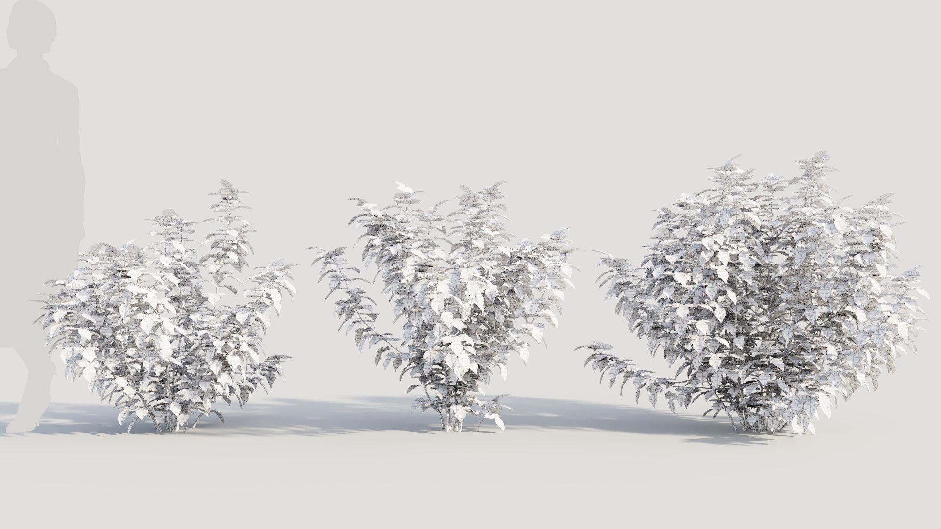 3D Rhus Aromatica B Model - TurboSquid 2196247