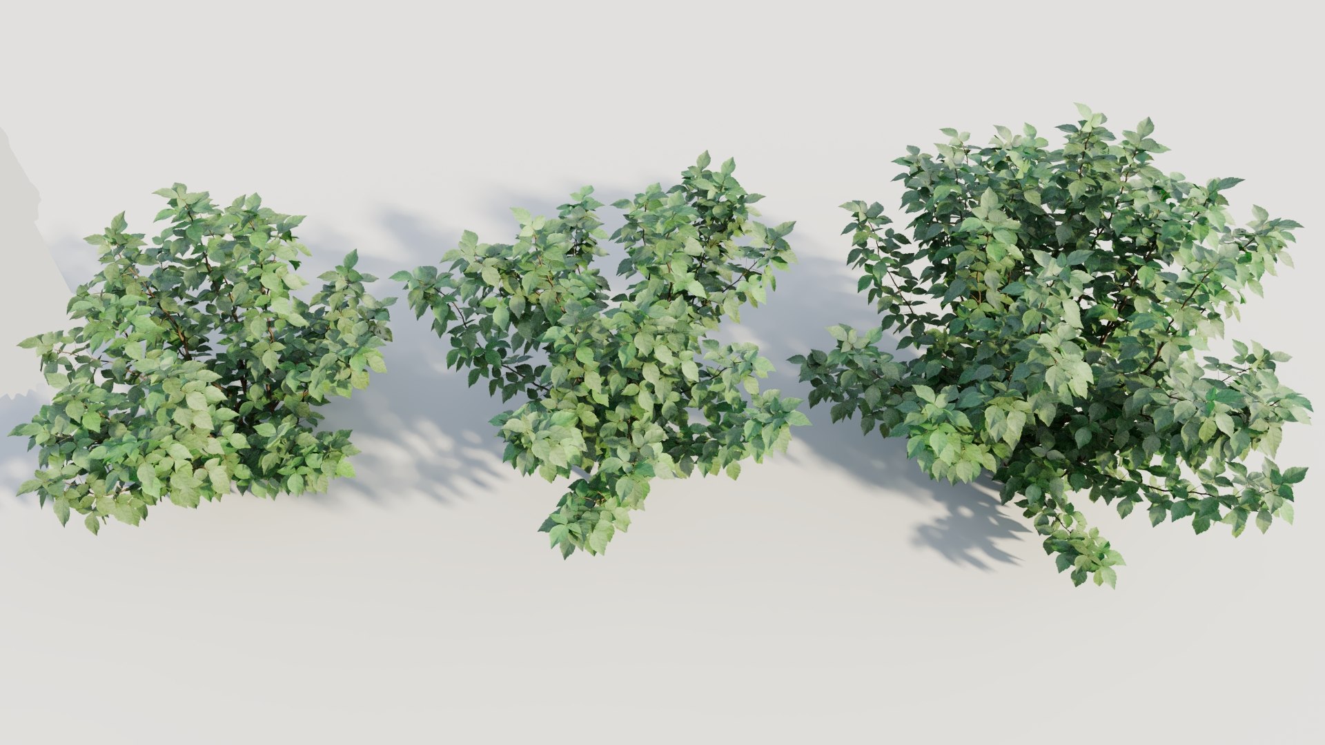 3D Rhus Aromatica B Model - TurboSquid 2196247