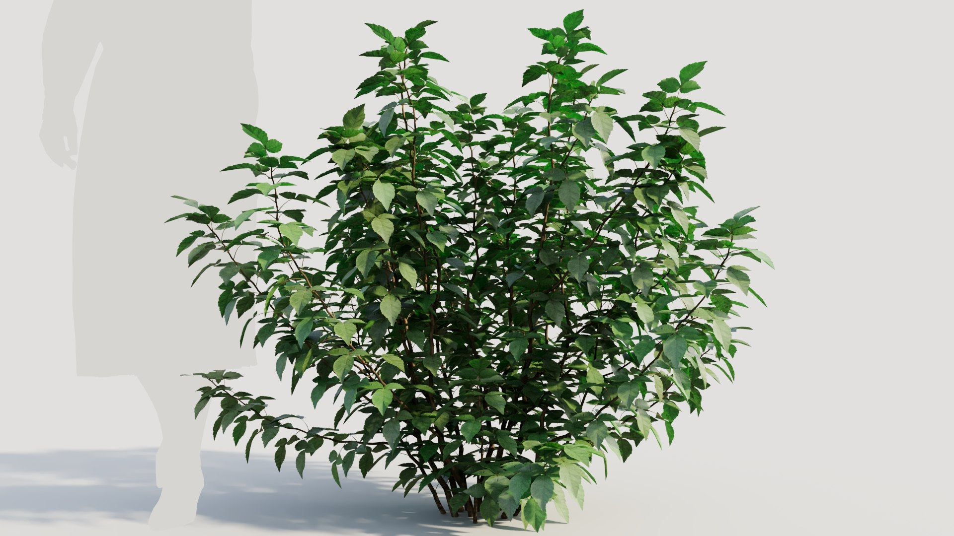 3D Rhus Aromatica B Model - TurboSquid 2196247