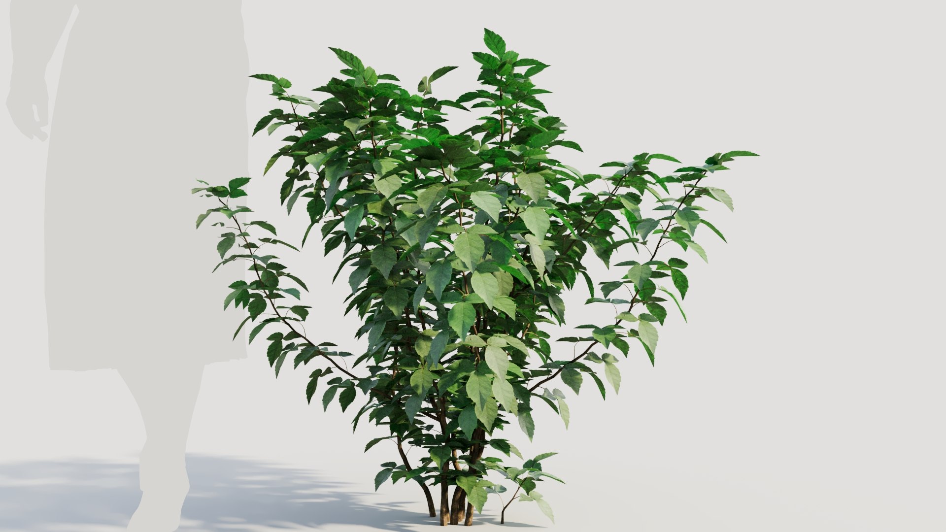 3D Rhus Aromatica B Model - TurboSquid 2196247