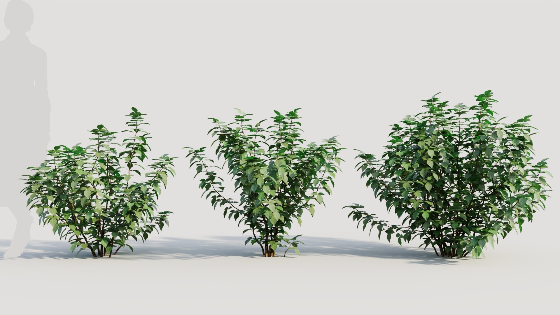 3D Rhus Aromatica B Model - TurboSquid 2196247