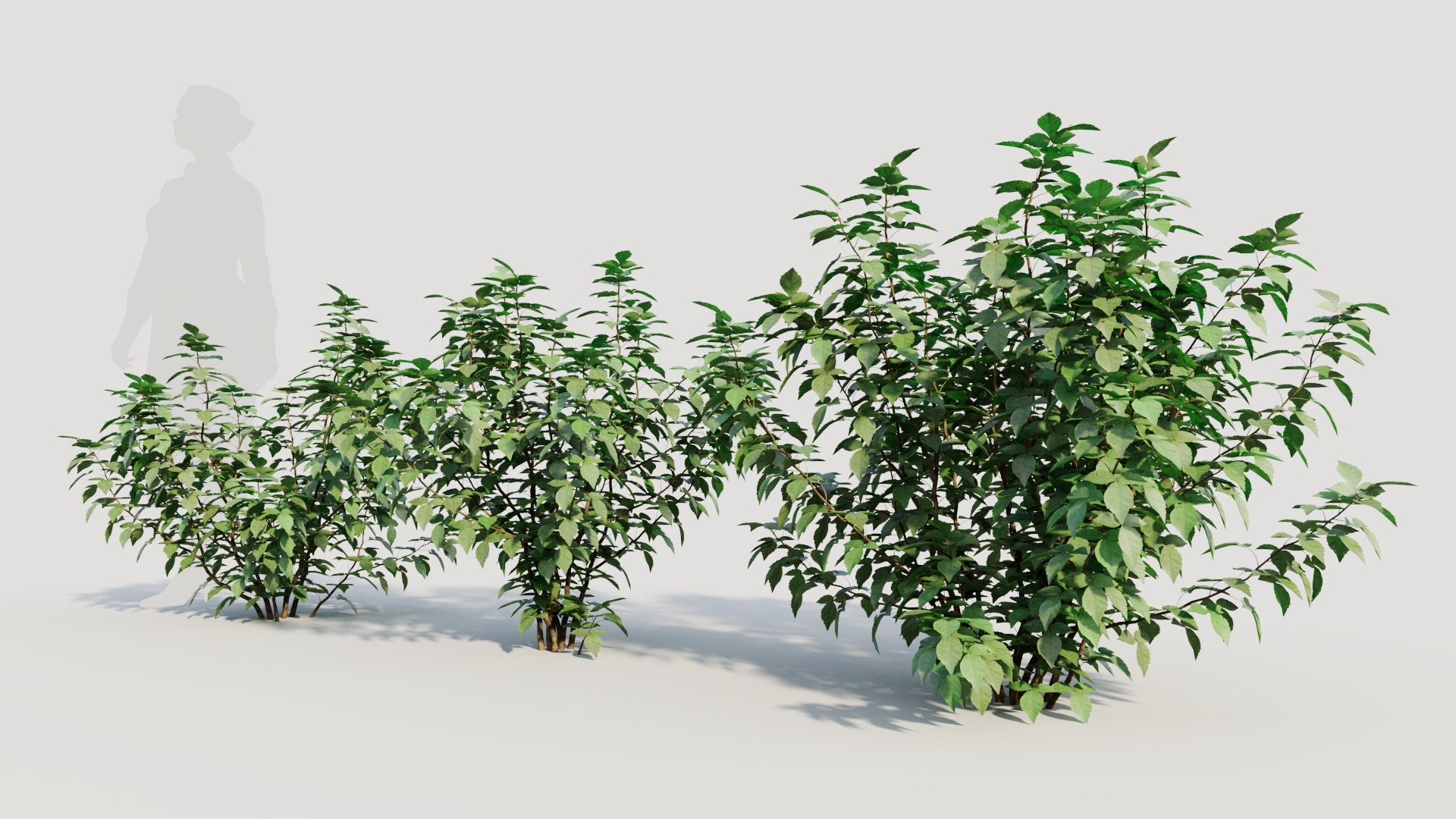 3D Rhus Aromatica B Model - TurboSquid 2196247