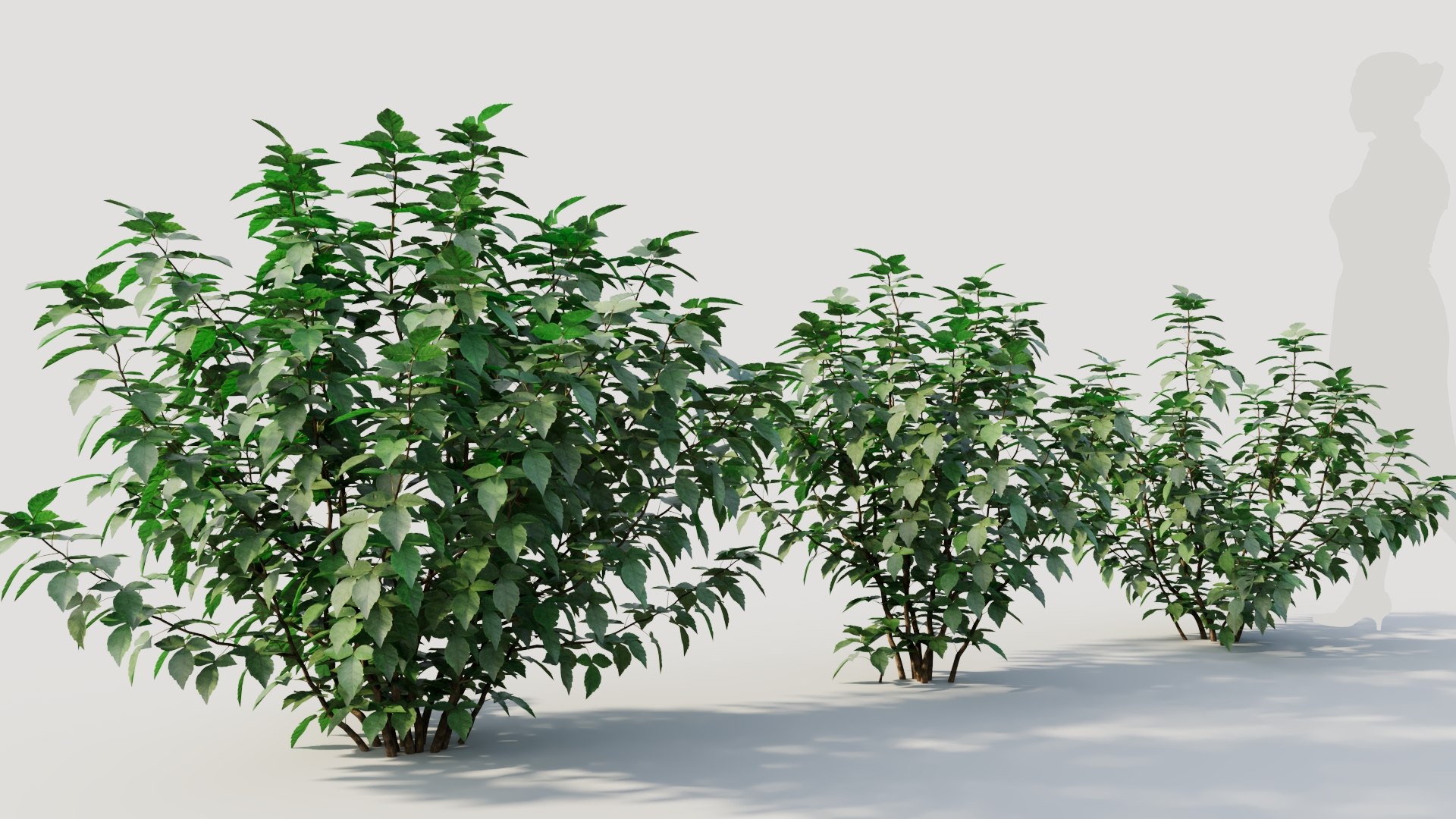 3D Rhus Aromatica B Model - TurboSquid 2196247