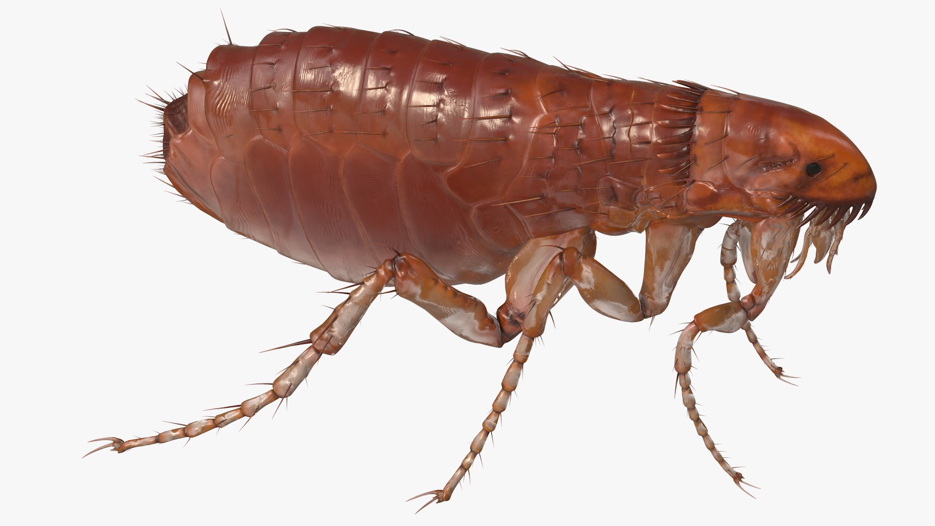 3D flea insect rigged model - TurboSquid 1585334
