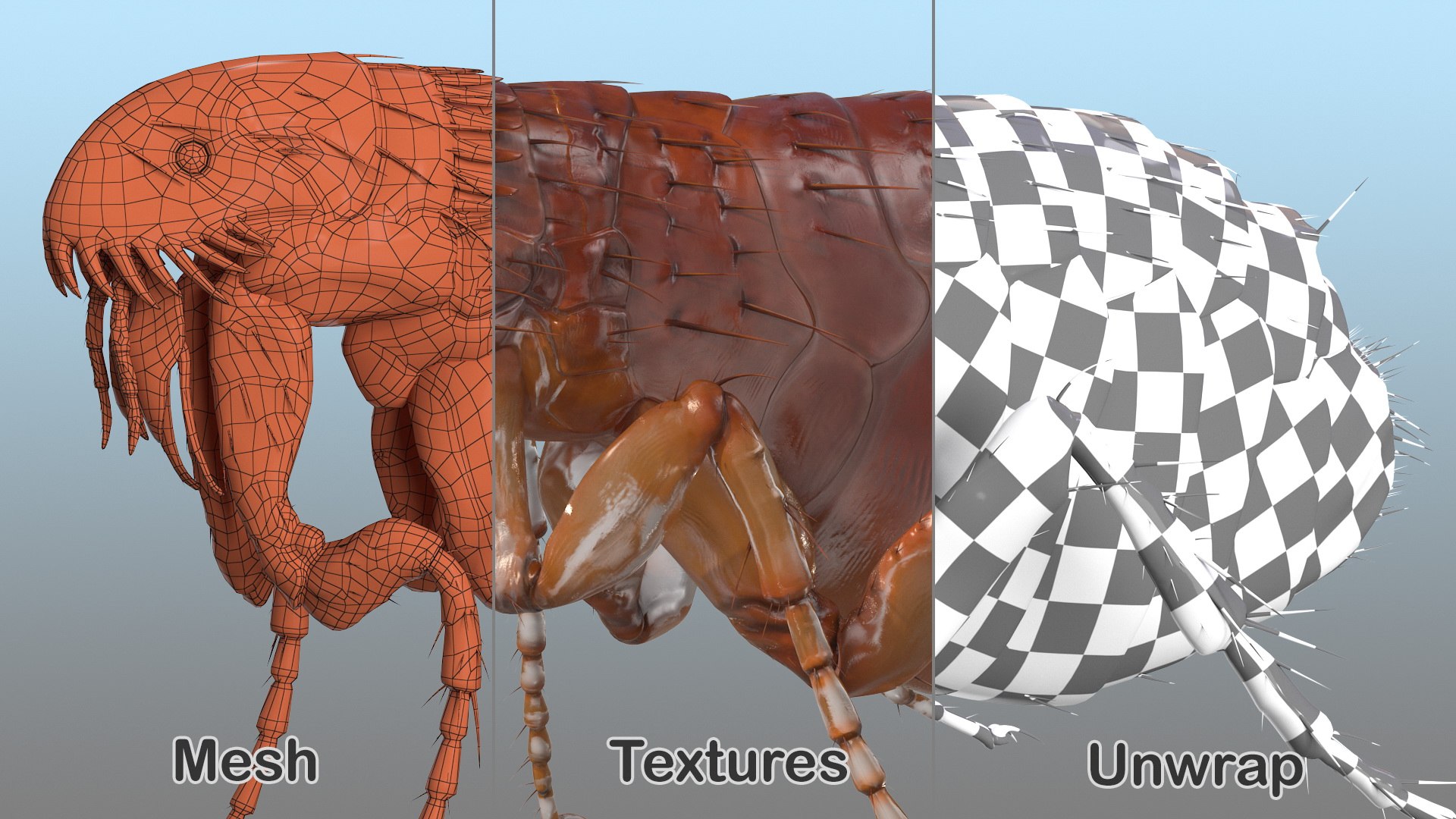 3D flea insect rigged model - TurboSquid 1585334