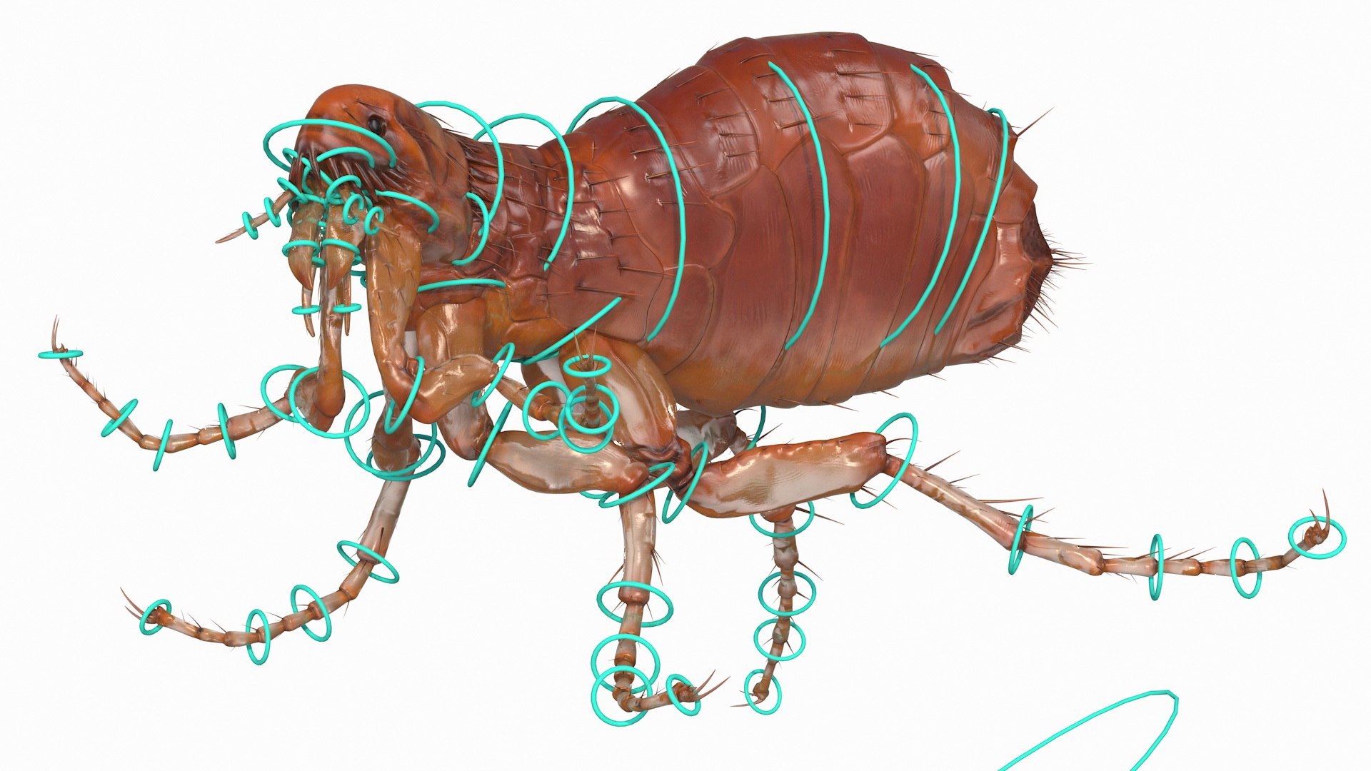 3D Flea Insect Rigged Model - TurboSquid 1585334