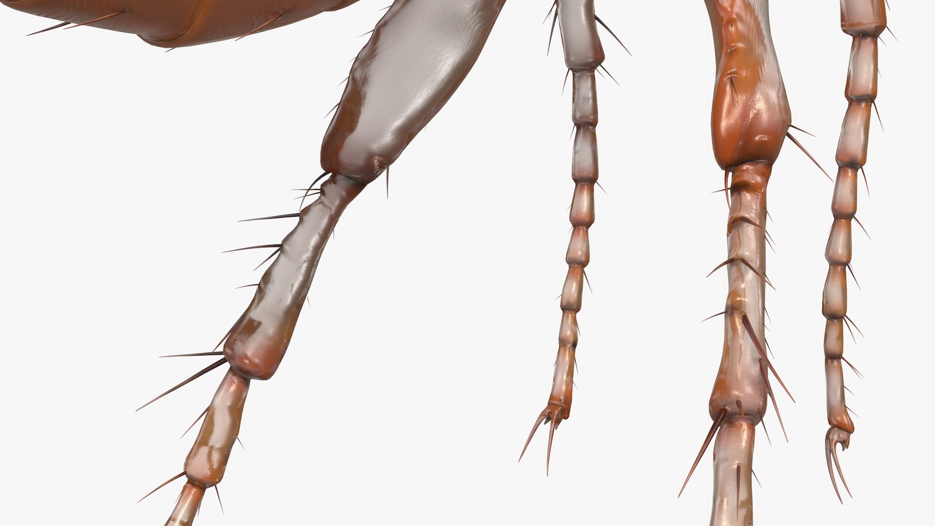 3D flea insect rigged model - TurboSquid 1585334