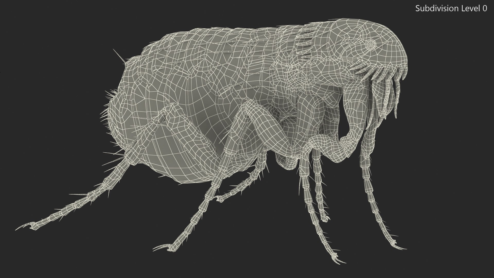 3D flea insect rigged model - TurboSquid 1585334