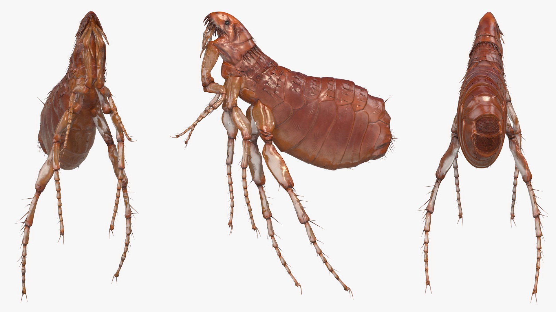 3D flea insect rigged model - TurboSquid 1585334